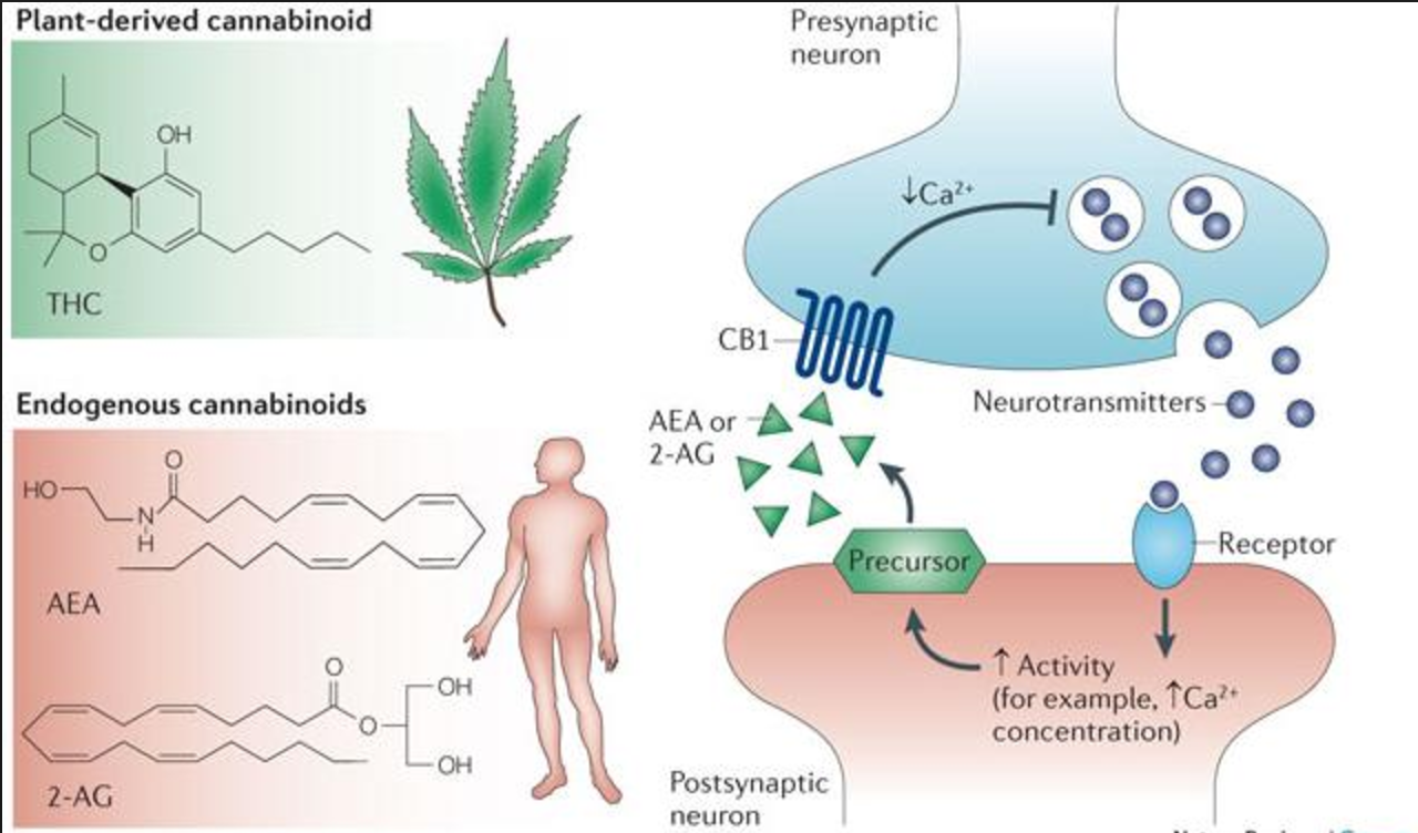What is the Endocannabinoid System? – Optimize your Body and mind